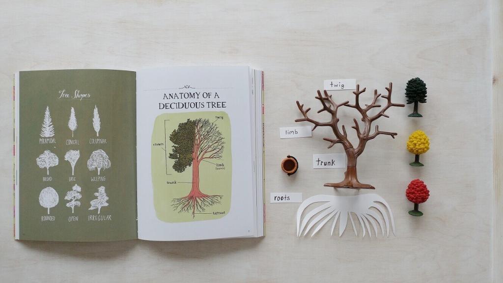 HomeSchool Early Learning Lesson - Trees | Reaching Happy