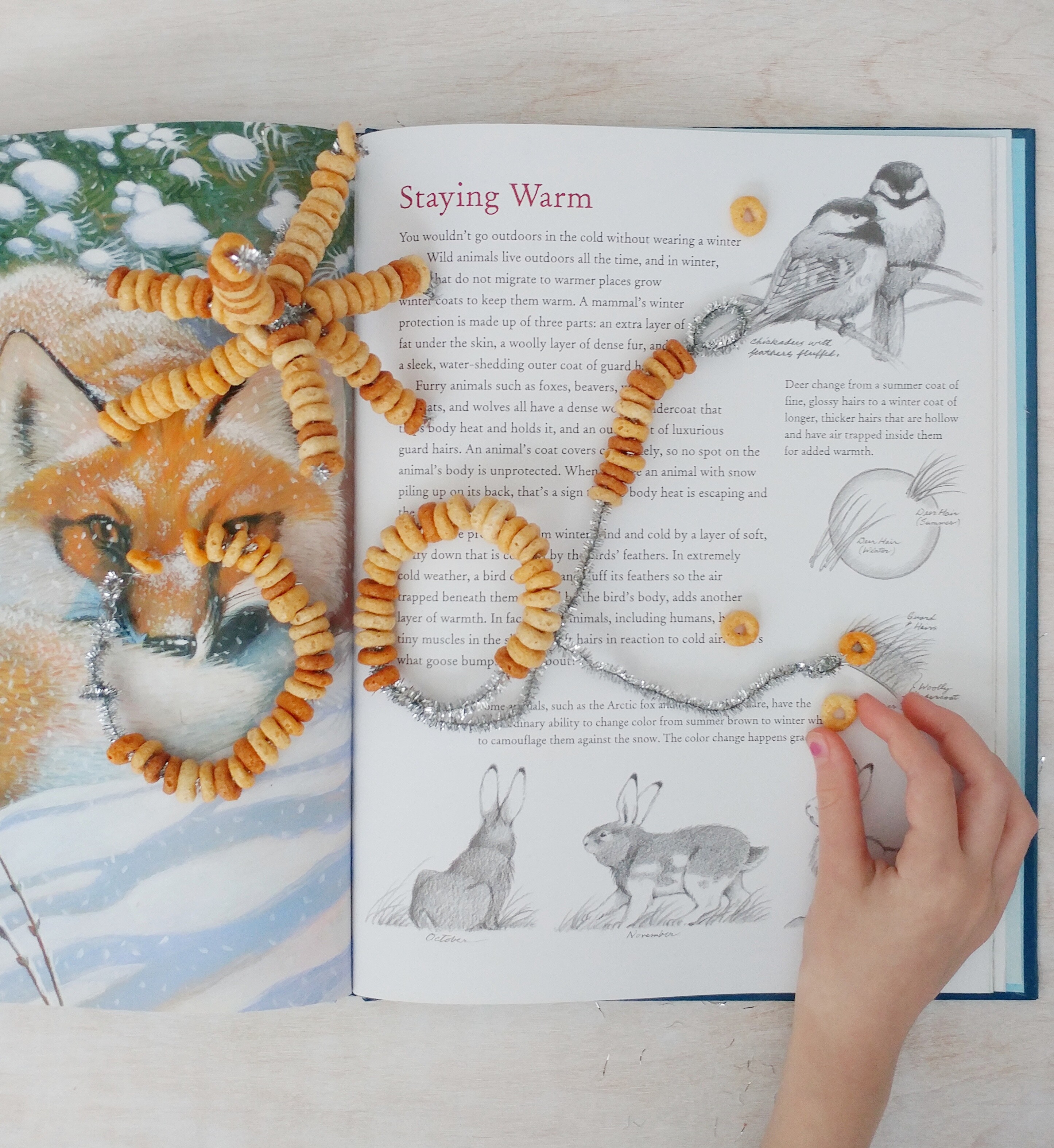 Bird Unit Study with book and activity ideas | Reaching Happy