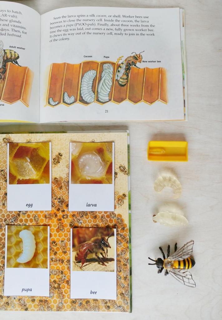 Bee themed activities and books | Reaching Happy