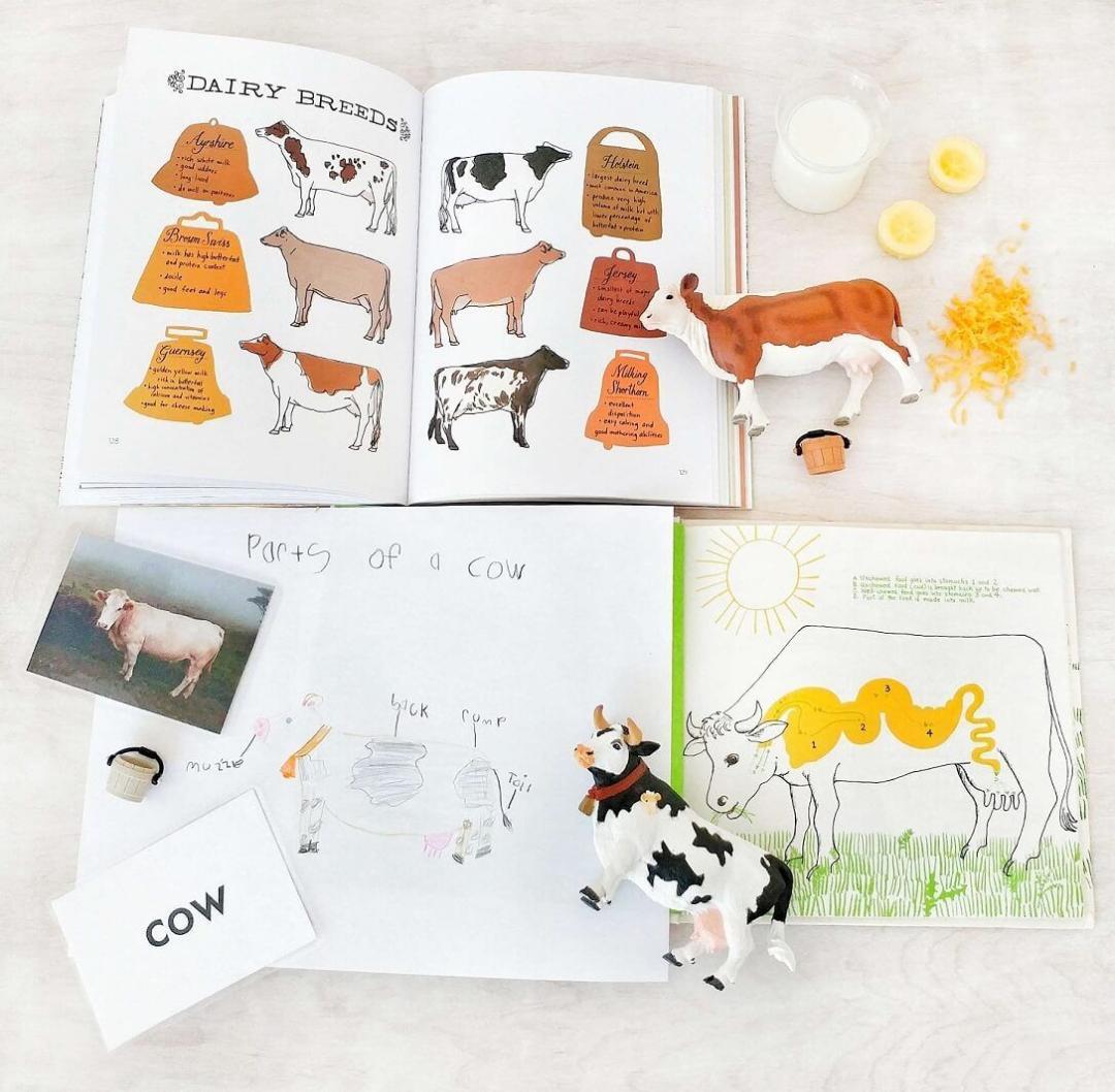 We are sharing our favorite Cow Activities and Crafts | Reaching Happy