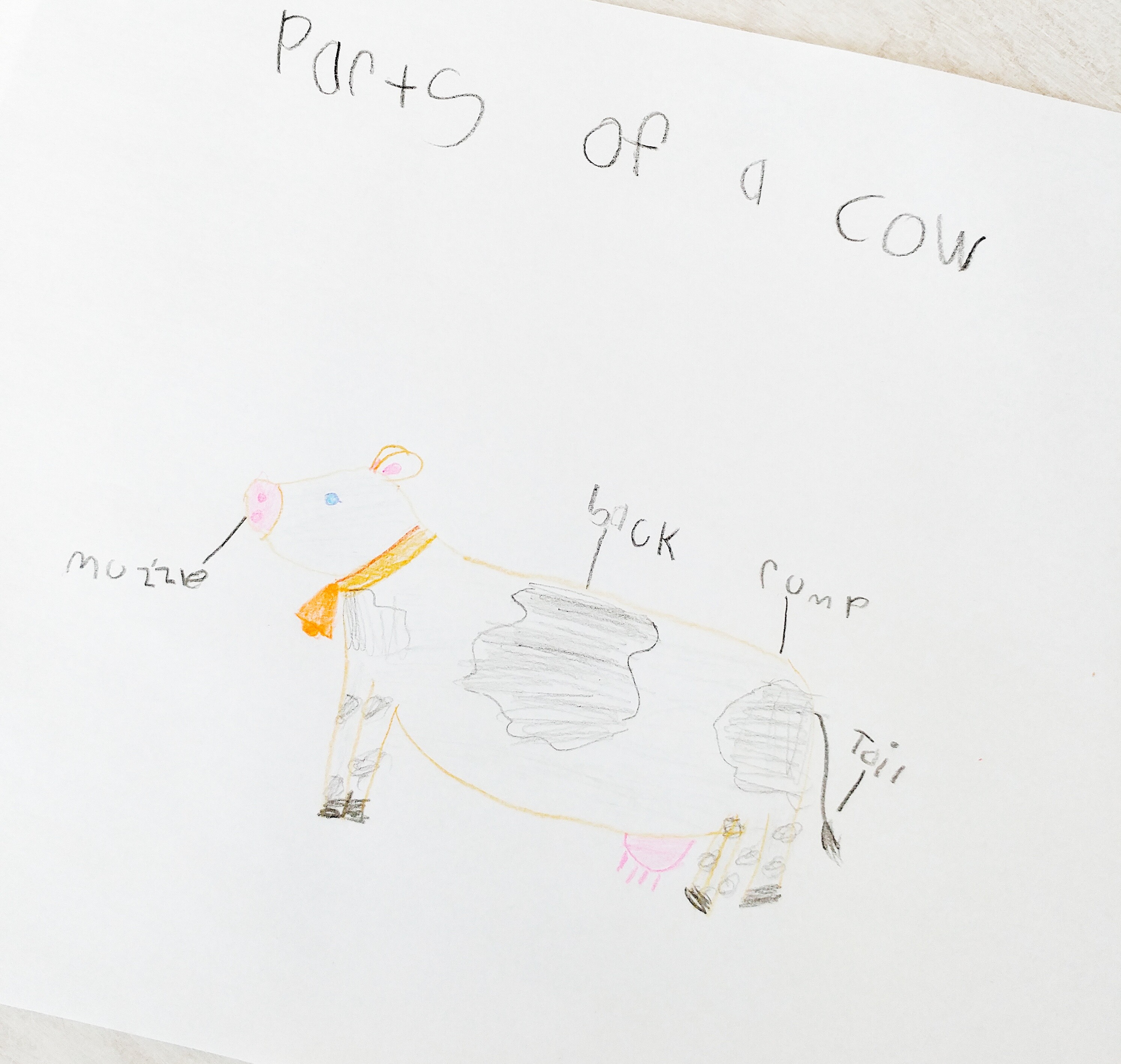 We are sharing our favorite Cow Activities and Crafts | Reaching Happy
