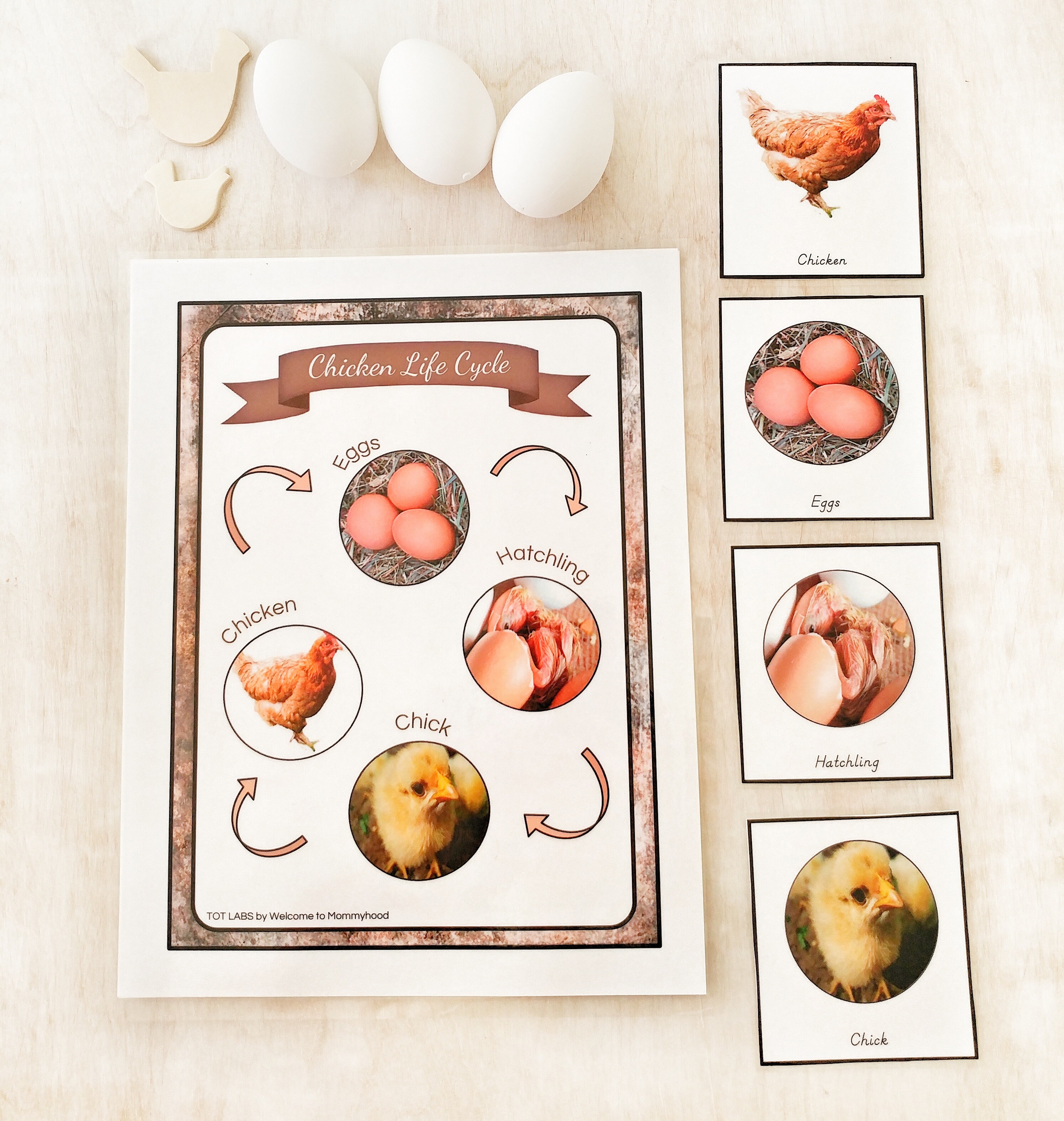 chicks hatching chickens unit study books activities homeschool kids ...