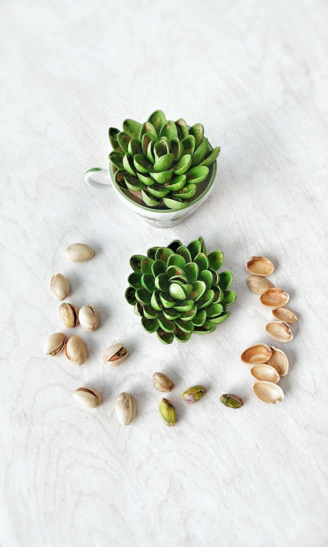 An easy Pistachio Shell Succulent Craft | Reaching Happy